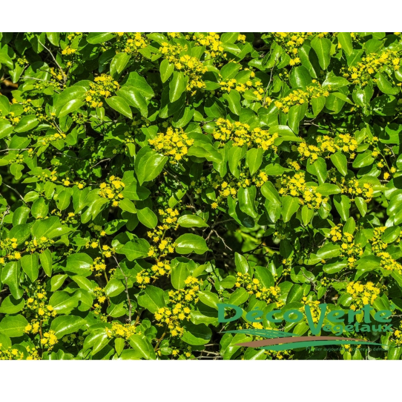 JUJUBIER - Ziziphus jujuba a gros fruit